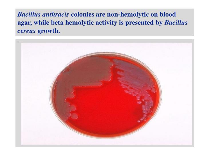 PPT - The Gram’s positive spore former aerobic bacilli The genus ...