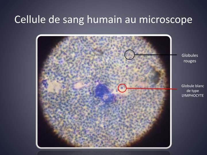 PPT - L’analyse des traces de sang PowerPoint Presentation - ID:2091780