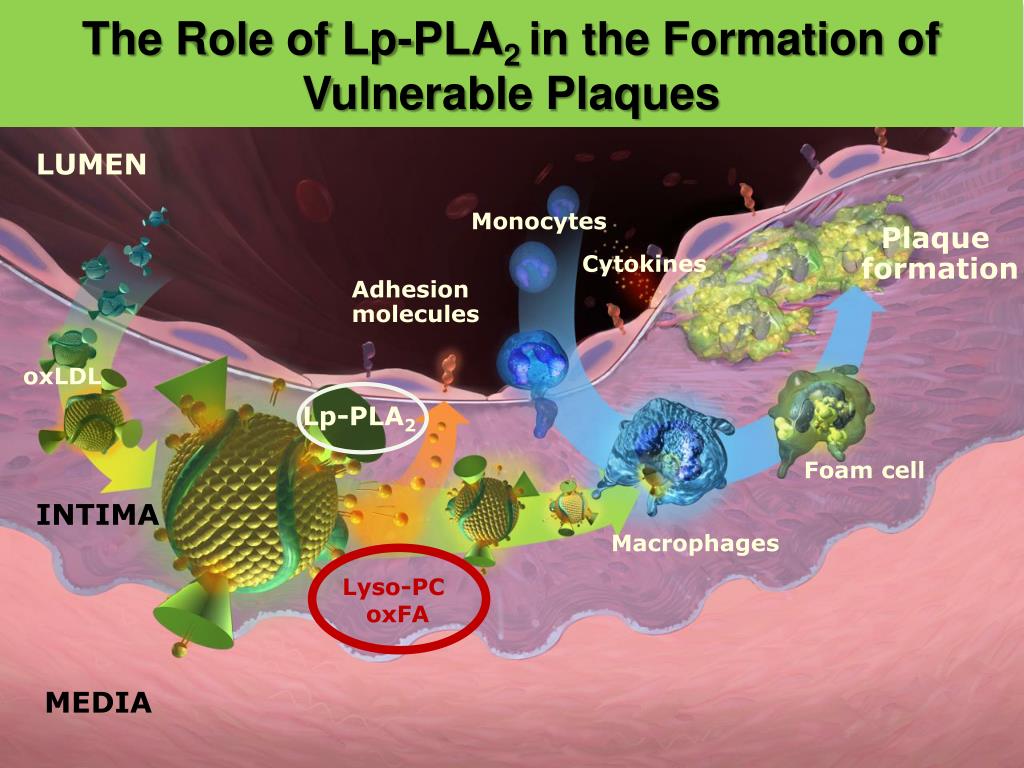 PPT - Lp-PLA 2 Lipoprotein-associated phospholipase A 2 PowerPoint ...