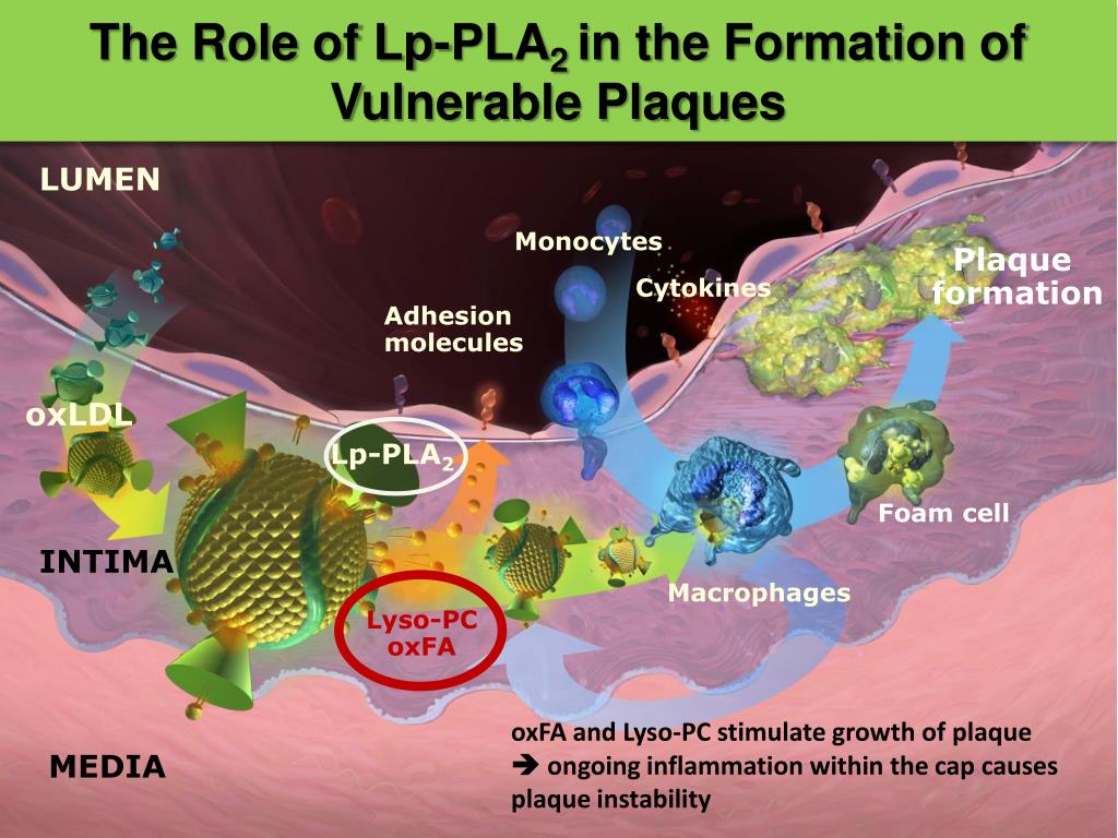 PPT - Lp-PLA 2 Lipoprotein-associated phospholipase A 2 PowerPoint ...