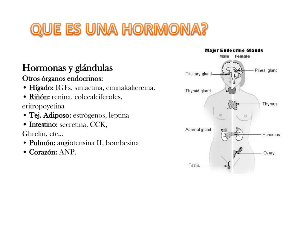 PPT - Hormonas y glándulas Otros órganos endocrinos: • Hígado: IGFs ...