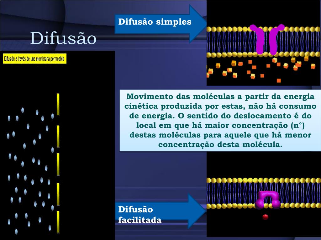 PPT - Introdução à Fisiologia Humana PowerPoint Presentation, free ...