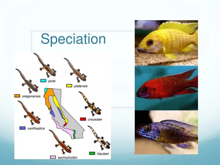 PPT - Speciation PowerPoint Presentation, free download - ID:2092976