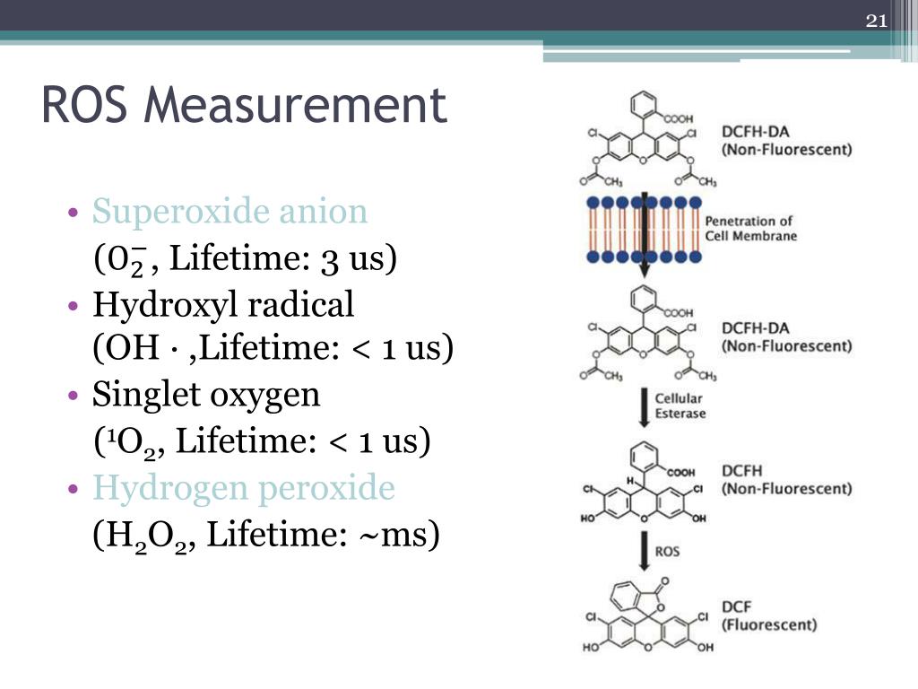 PPT - DNA-Conjugated Gold Nanoparticles as Ultrasound- Responsive Drug ...
