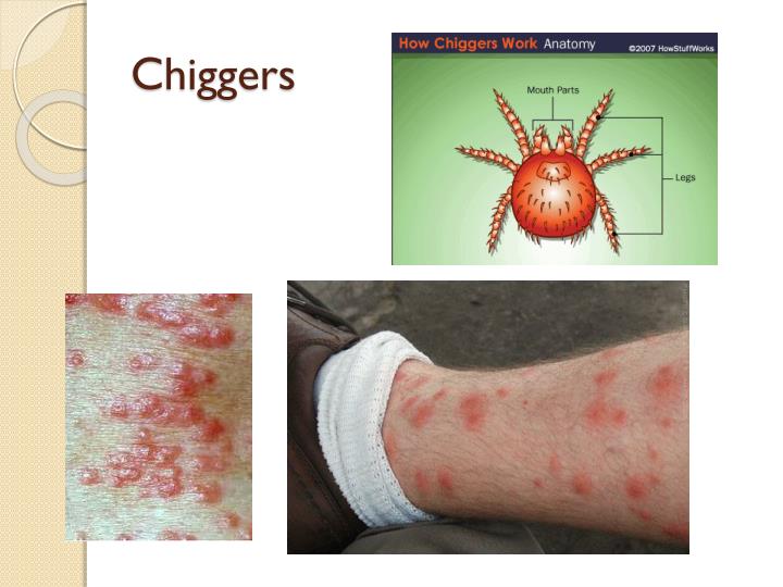 PPT - Ecology PowerPoint Presentation - ID:2093046