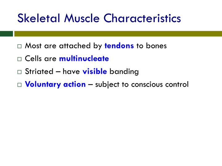 PPT - Chapter 6 The Muscular System—Part A PowerPoint Presentation - ID ...