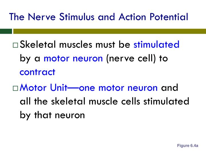 PPT - Chapter 6 The Muscular System—Part A PowerPoint Presentation - ID ...
