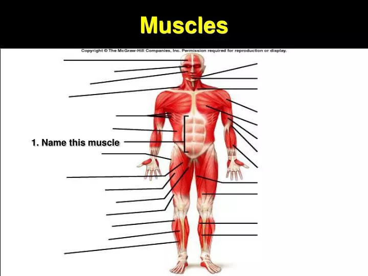 PPT - Muscles PowerPoint Presentation, free download - ID:2093652