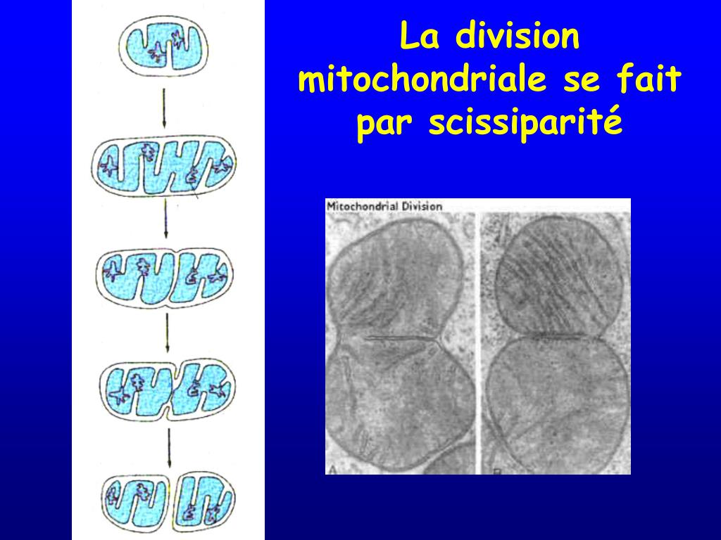 PPT - La mitochondrie PowerPoint Presentation, free download - ID:2093751 PPT - La mitochondrie PowerPoint Presentation, free download - ID:2093751