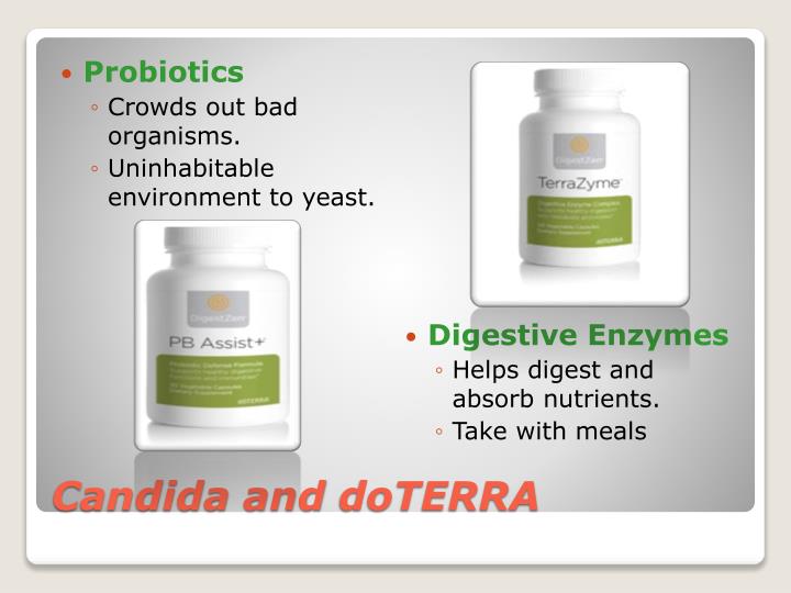 PPT - Candida Albicans PowerPoint Presentation - ID:2094677