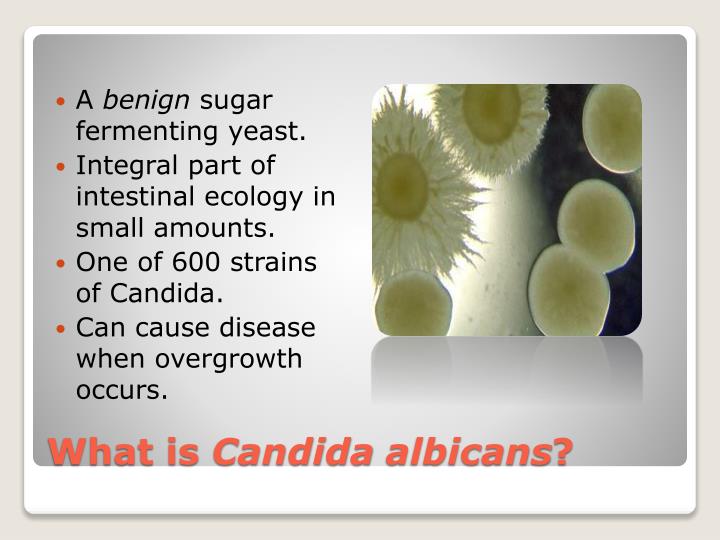 PPT - Candida Albicans PowerPoint Presentation - ID:2094677
