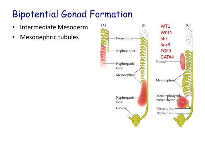 PPT - Sex Determination PowerPoint Presentation - ID:2095001