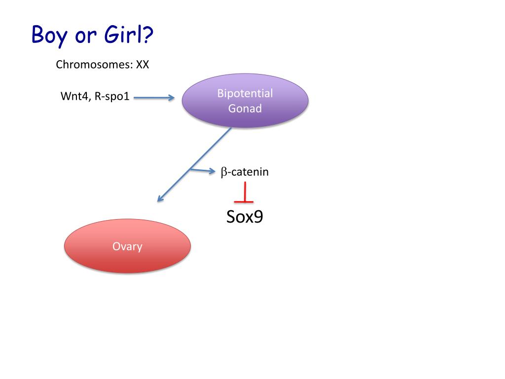 Ppt Sex Determination Powerpoint Presentation Free Download Id 2095001
