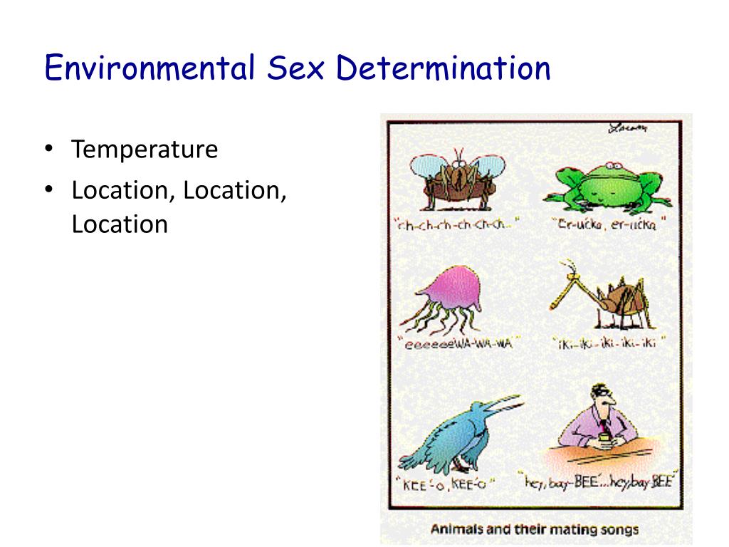 Ppt Sex Determination Powerpoint Presentation Free Download Id 2095001