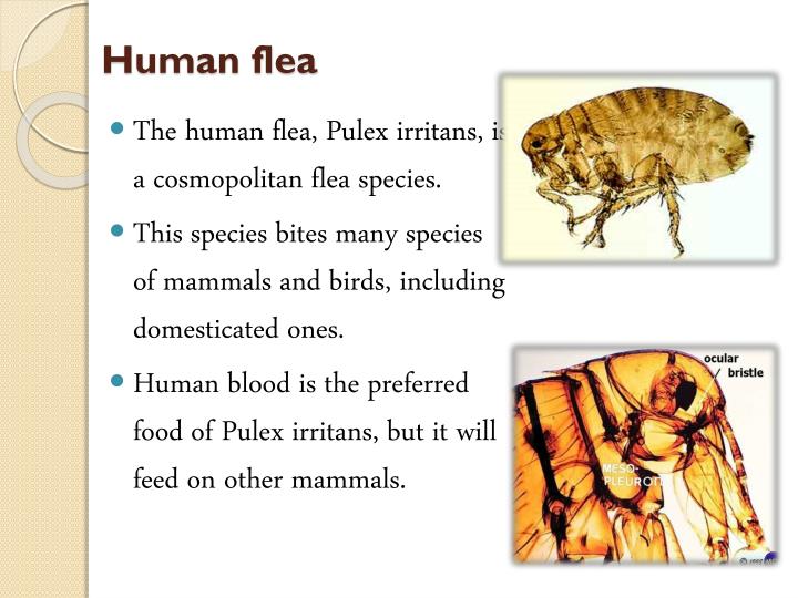 PPT - Flea & Bedbug PowerPoint Presentation - ID:2095193