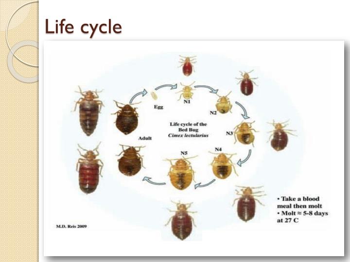 PPT - Flea & Bedbug PowerPoint Presentation - ID:2095193
