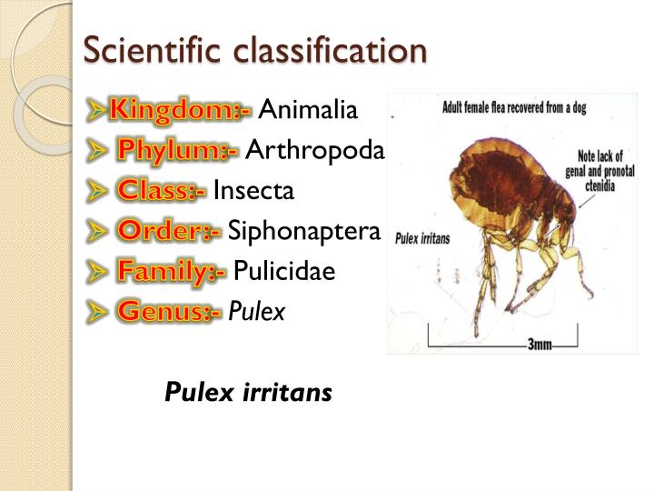 PPT - Flea & Bedbug PowerPoint Presentation - ID:2095193