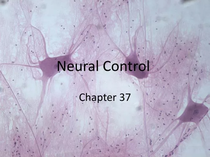 PPT - Neural Control PowerPoint Presentation, free download - ID:2095727