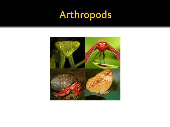 PPT - Arthropods PowerPoint Presentation, free download - ID:2095919