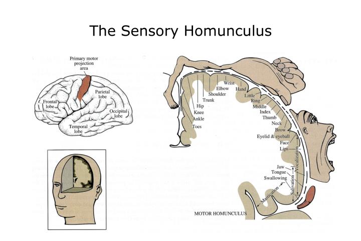 PPT - How the Brain Learns: Rules and Outcomes PowerPoint Presentation ...