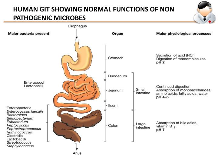 PPT - HUMAN AND MICROBIAL INTERACTION PowerPoint Presentation - ID:2096009
