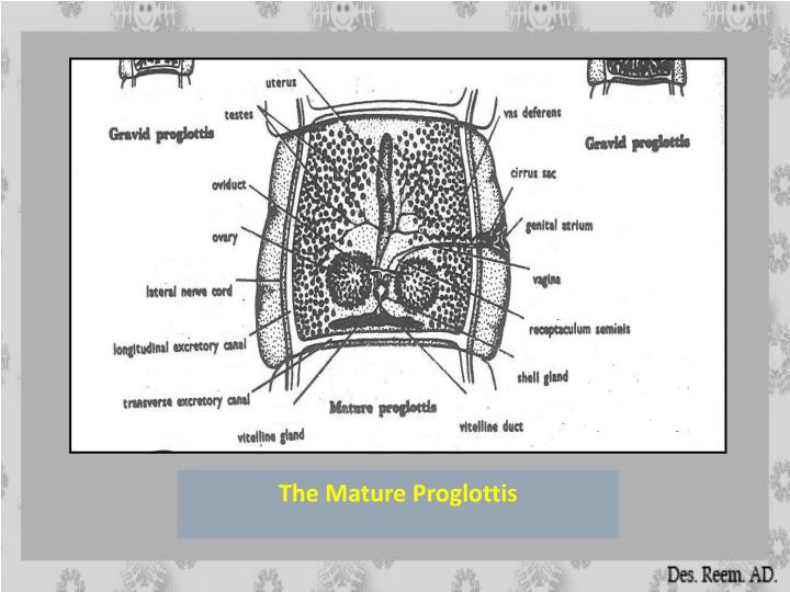PPT - Taenia PowerPoint Presentation - ID:2096018