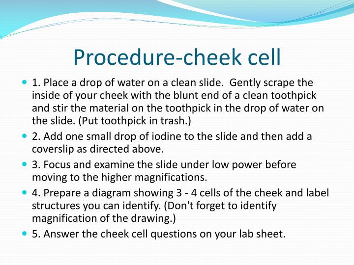 PPT - Onion vs. Cheek Cell PowerPoint Presentation - ID:2096163