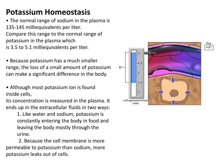 PPT - Potassium Homeostasis PowerPoint Presentation, free download - ID ...