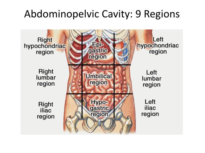 Ppt Body Cavities Powerpoint Presentation Id 2096358