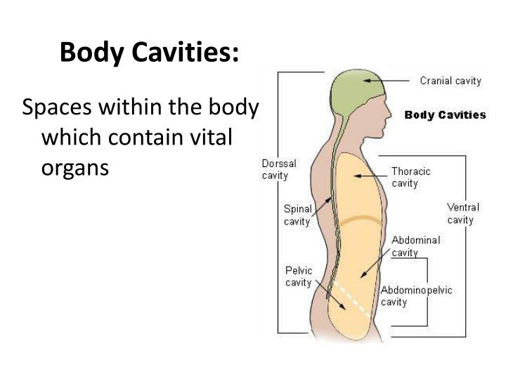 PPT - Body Cavities PowerPoint Presentation - ID:2096358