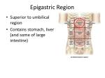 PPT - Body Cavities PowerPoint Presentation - ID:2096358
