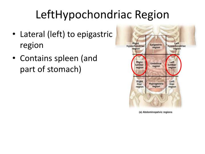 PPT - Body Cavities PowerPoint Presentation - ID:2096358