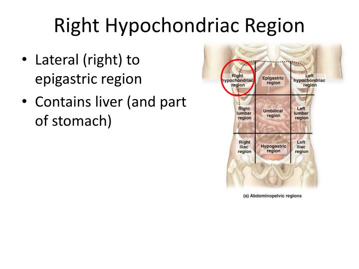 PPT - Body Cavities PowerPoint Presentation - ID:2096358