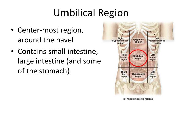 PPT - Body Cavities PowerPoint Presentation - ID:2096358