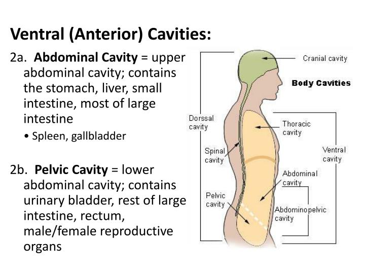PPT - Body Cavities PowerPoint Presentation - ID:2096358