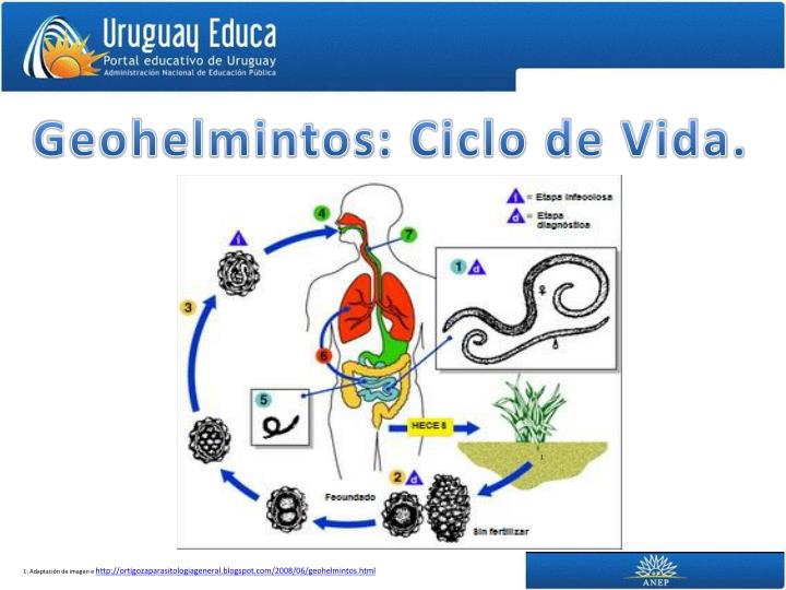 PPT - Parásitos Intestinales: Geohelmintos PowerPoint Presentation - ID ...