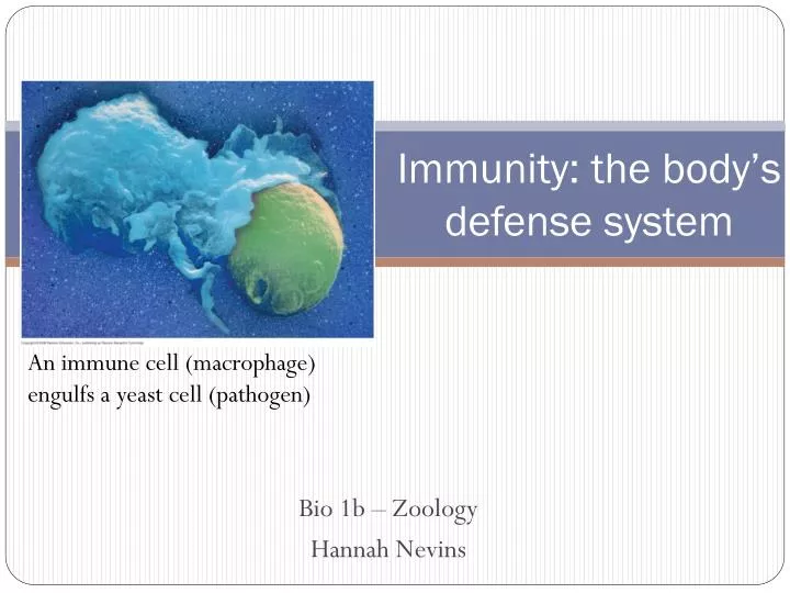 PPT - Immunity: the body’s defense system PowerPoint Presentation, free ...