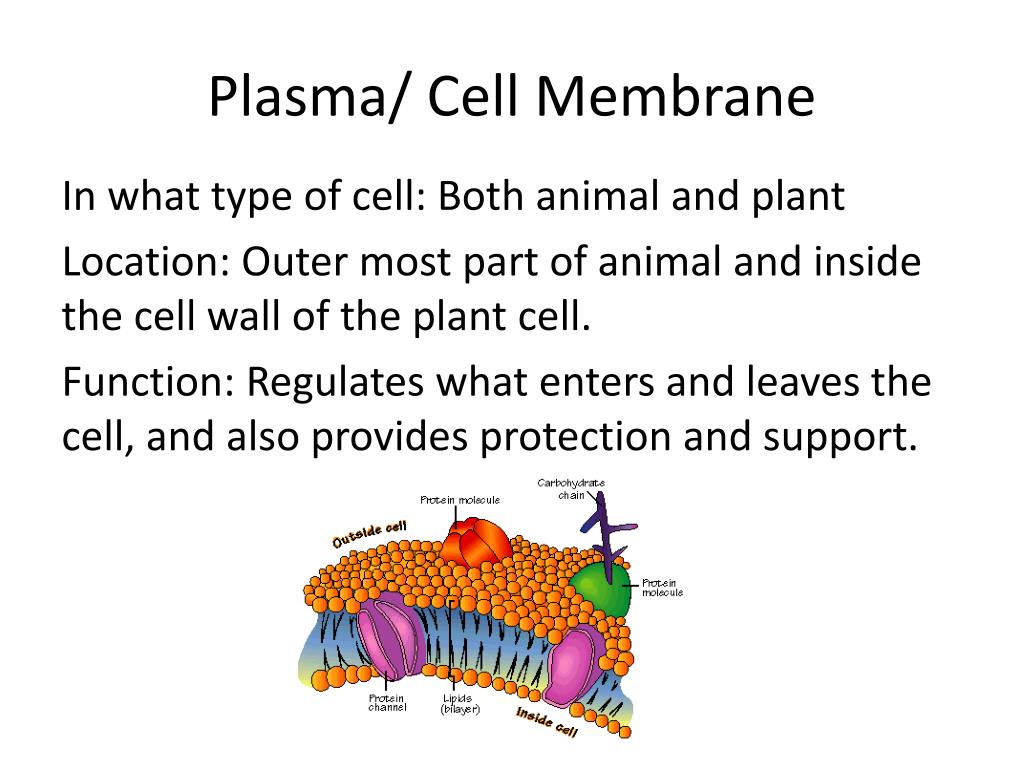 PPT - Cell Parts (Organelles, Plasma Membranes) PowerPoint Presentation ...