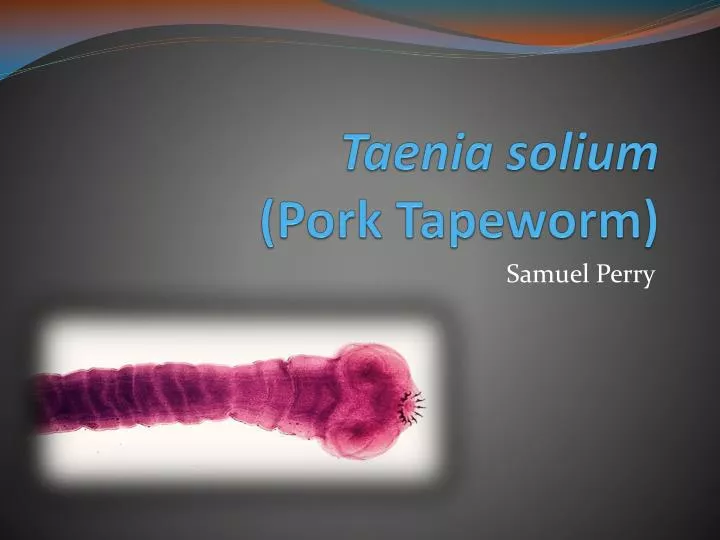 PPT - Taenia solium (Pork Tapeworm) PowerPoint Presentation - ID:2096639