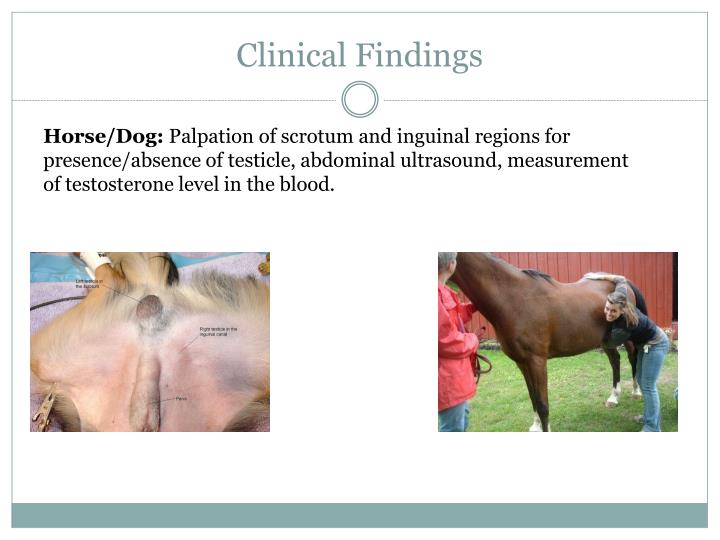 PPT - Cryptorchidism PowerPoint Presentation - ID:2097296