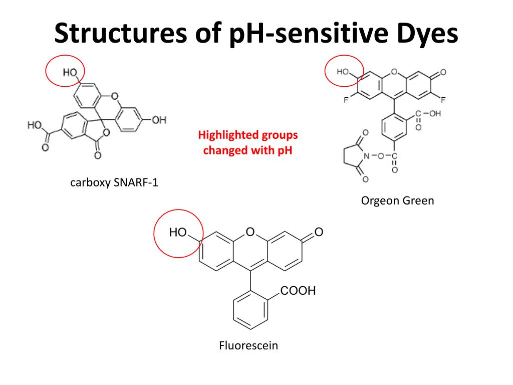PPT - Fluoresecent pH-dependent Lipobeads in vivo PowerPoint ...