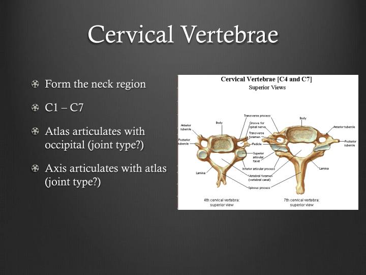 PPT - Human Osteology PowerPoint Presentation - ID:2097732