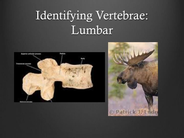 PPT - Human Osteology PowerPoint Presentation - ID:2097732
