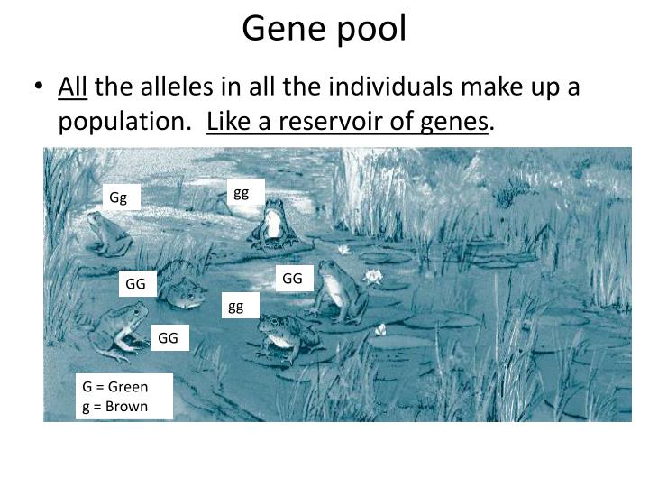 PPT - EVOLUTION PowerPoint Presentation - ID:2097734