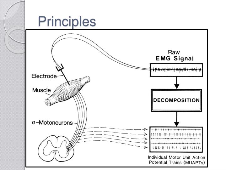 PPT - Electromyography (EMG) PowerPoint Presentation - ID:2098137