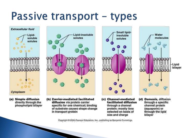 PPT - The Plasma Membrane and Cell Transport PowerPoint Presentation ...