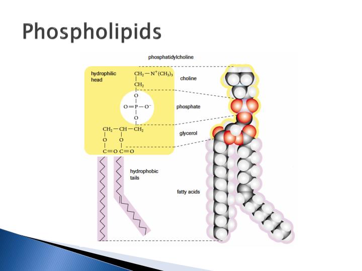 PPT - The Plasma Membrane and Cell Transport PowerPoint Presentation ...