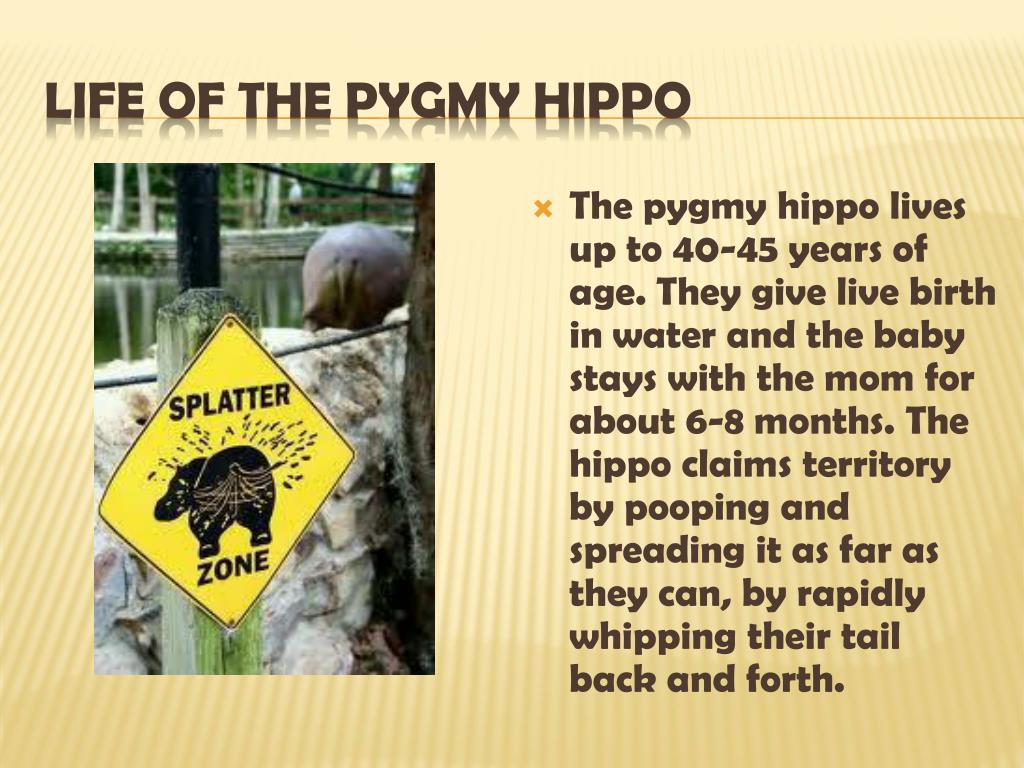 Ppt The Pygmy Hippo By Haily Campbell Powerpoint Presentation Free Download Id2098219