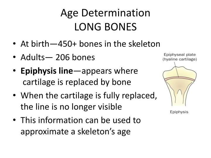 PPT - Forensic Anthropology What We Learn From Bones PowerPoint ...