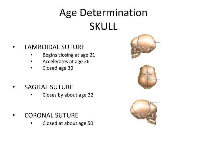 PPT - Forensic Anthropology What We Learn From Bones PowerPoint ...